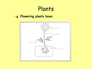 PARTS OF A PLANT year 5 and year 6 | PPT