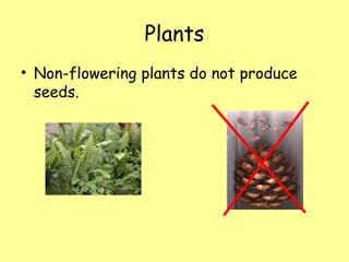 PARTS OF A PLANT year 5 and year 6 | PPT