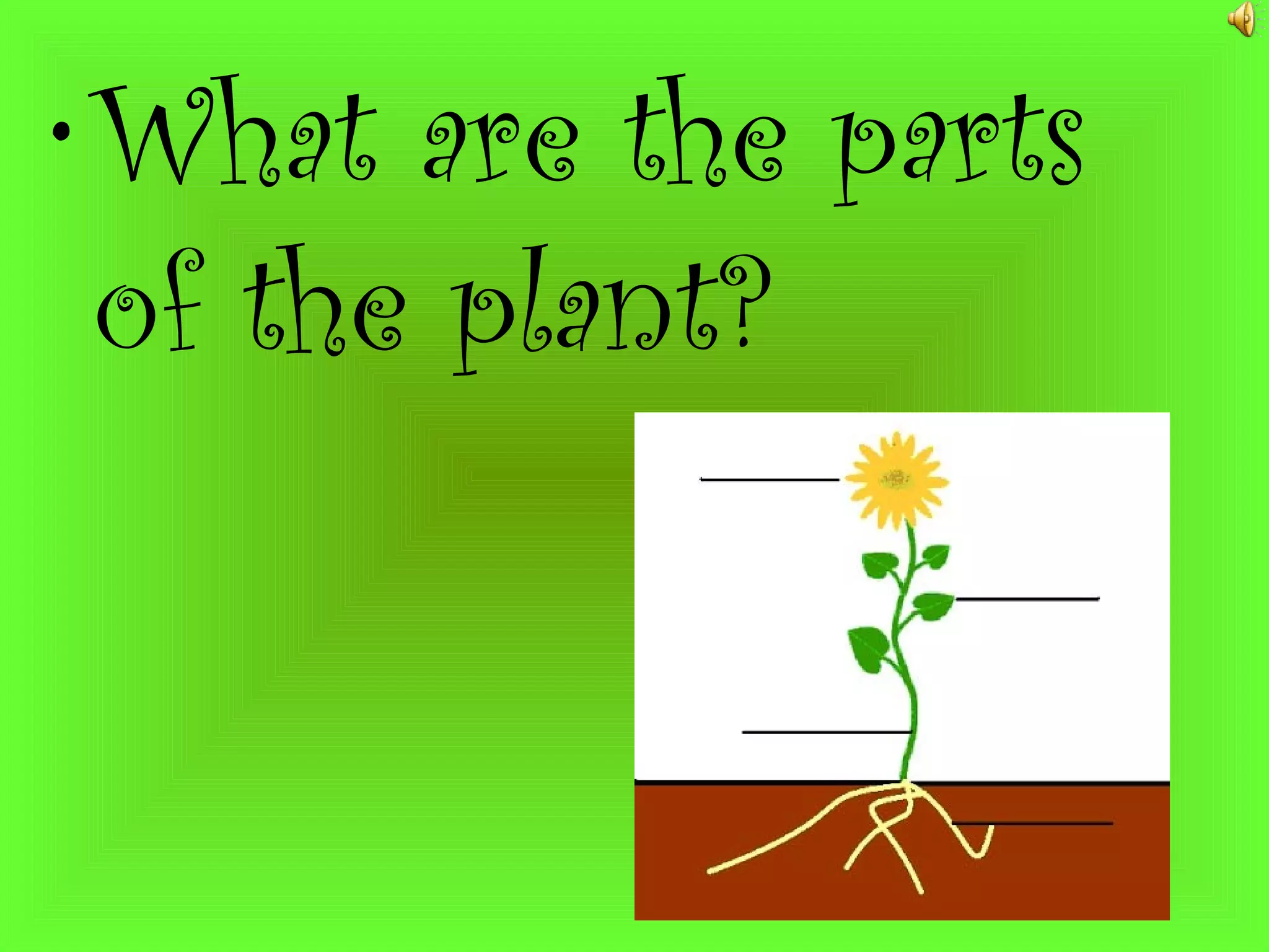 Parts of a plant | PPT