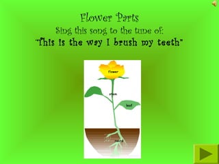 Parts of a plant | PPT