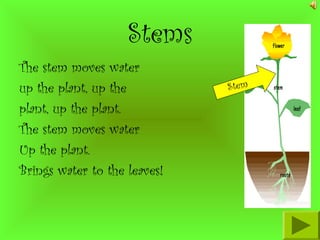 Parts of a plant | PPT