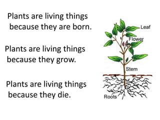 Parts of a plant. unit 7pdf | PDF