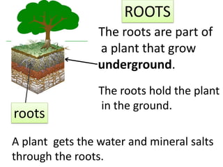 Parts of a plant. unit 7pdf | PDF