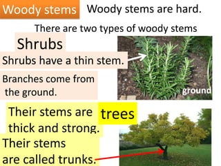 Parts of a plant. unit 7pdf | PDF