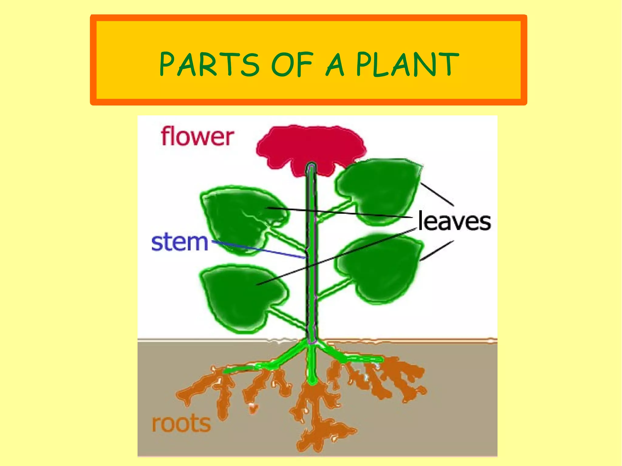 PARTS OF A PLANT | PPT