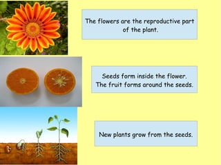 PARTS OF A PLANT | PPT