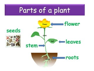 Parts of a plant | PPT