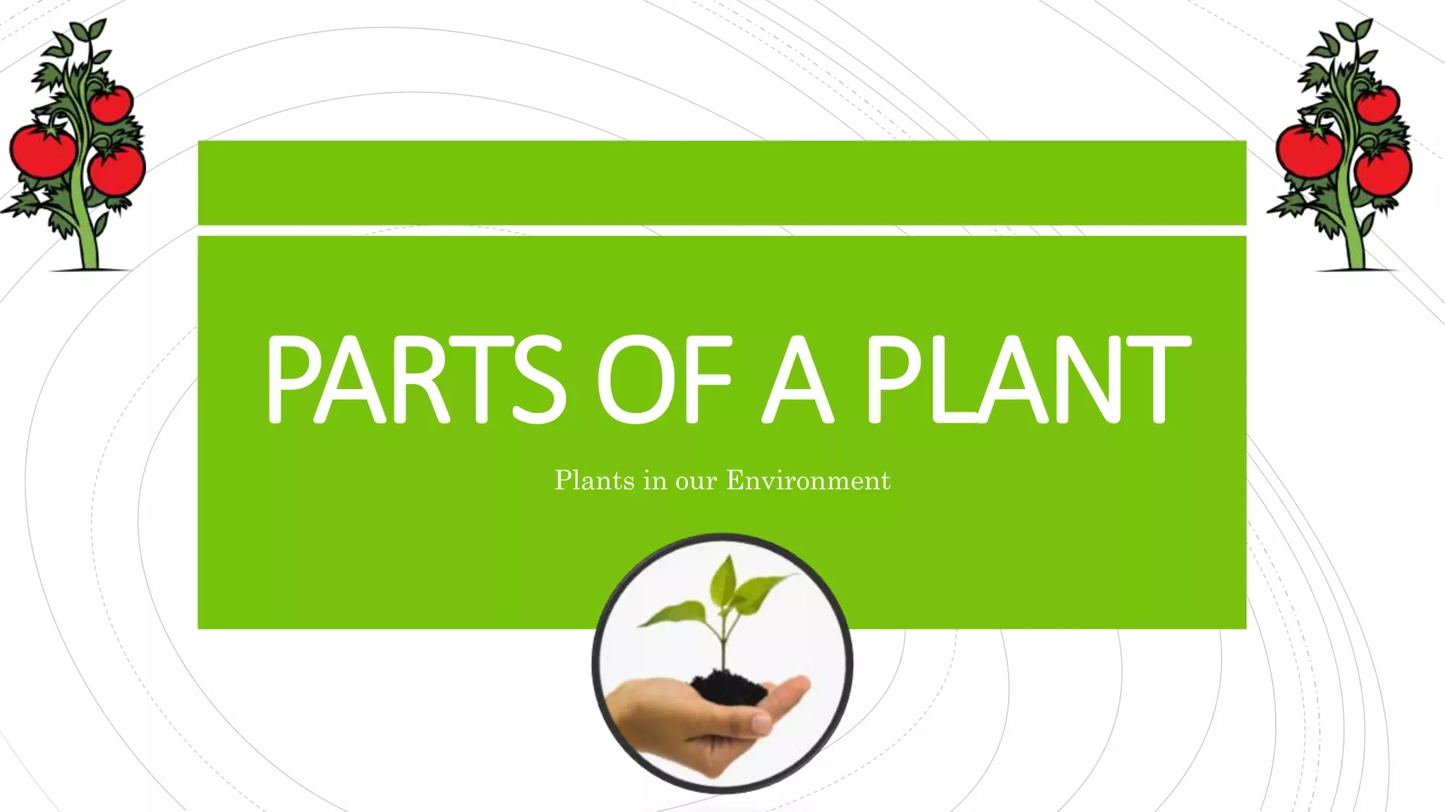 Parts of a plant | PPTX