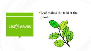 Parts of a plant | PPTX
