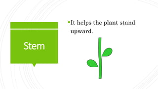 Parts of a plant | PPTX