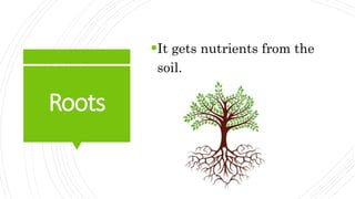 Parts of a plant | PPTX