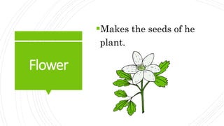 Parts of a plant | PPTX