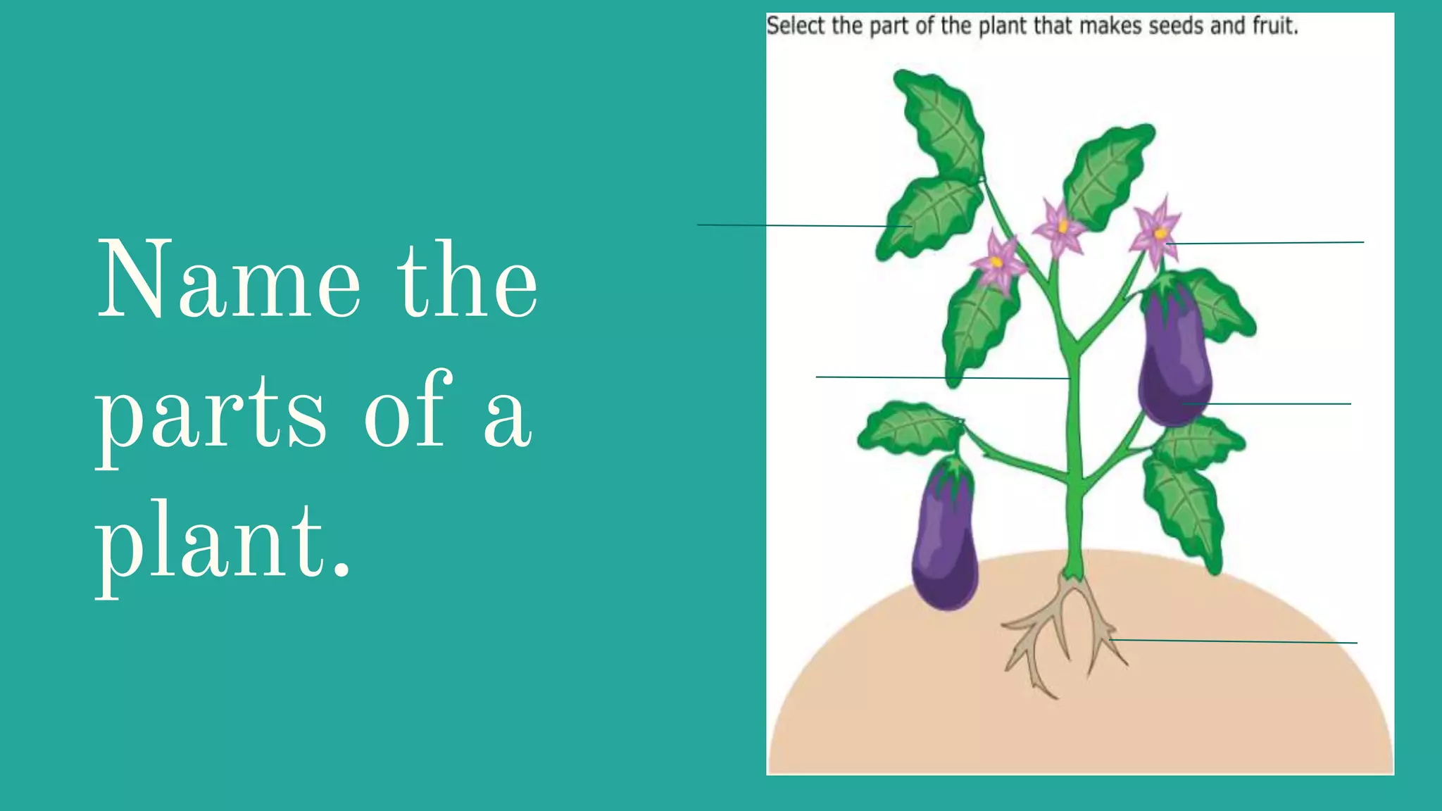 Parts of a plant | PPTX