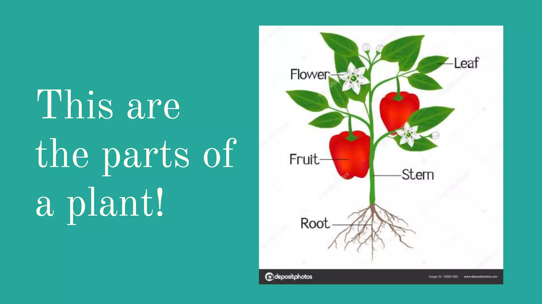 Parts of a plant | PPTX