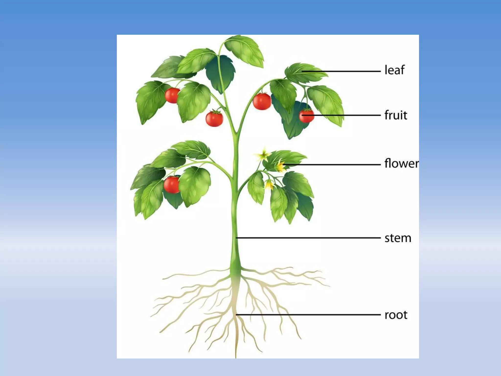 Parts of a plant | PPTX