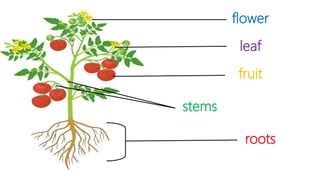 Parts of a Plant | PPTX
