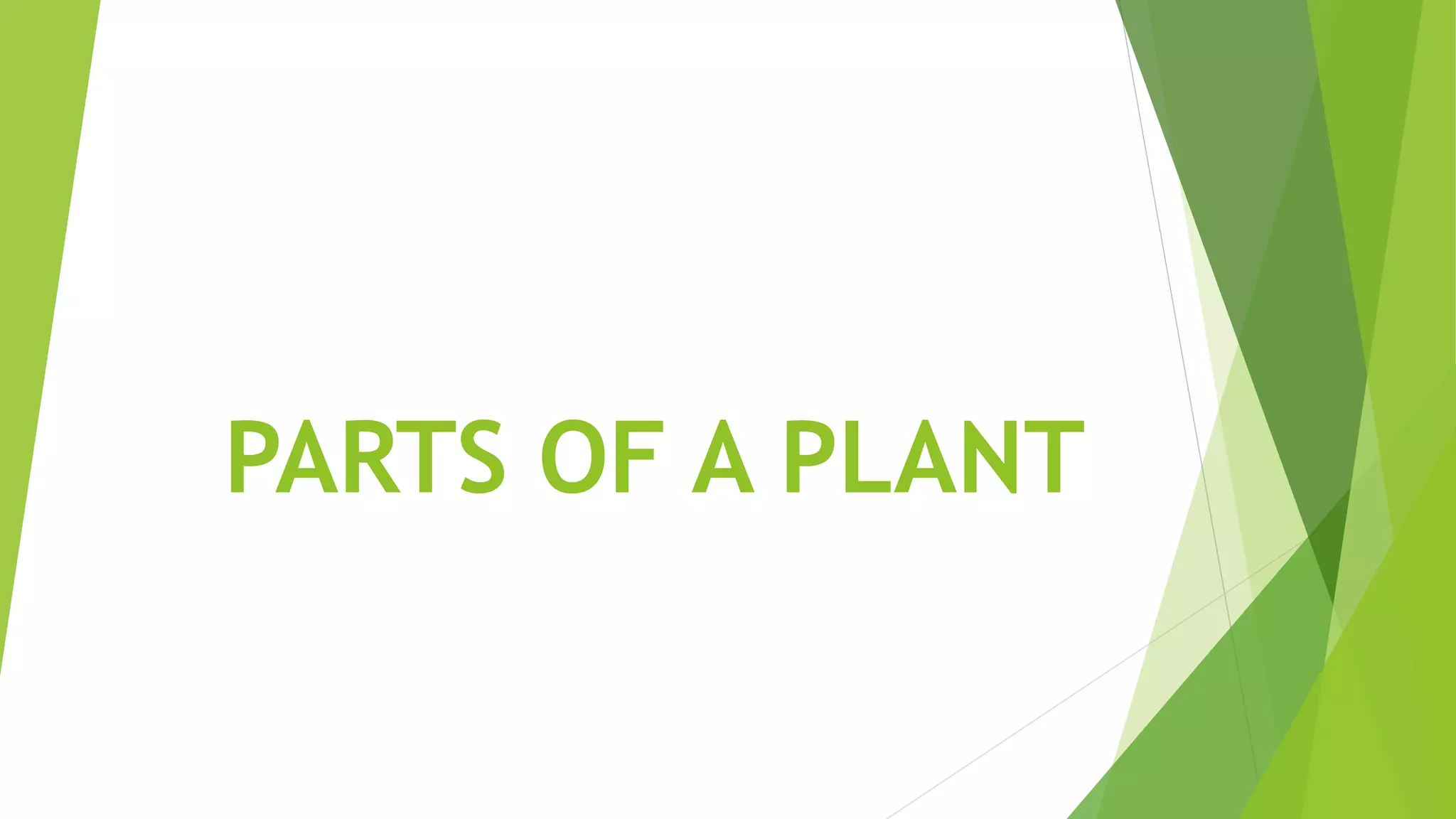 PARTS OF A PLANT.pptx