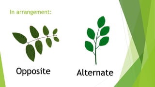 PARTS OF A PLANT.pptx