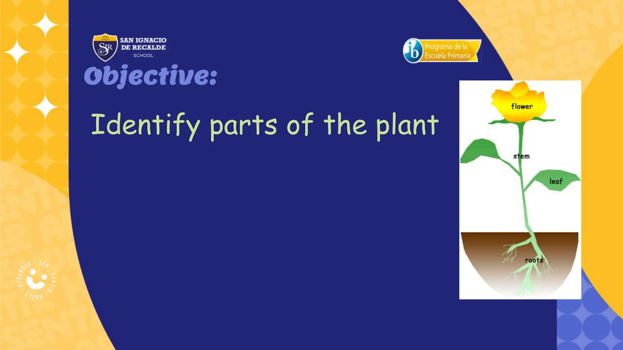 Parts of a Plant. Lesson 1 - WEEK 1.pptx