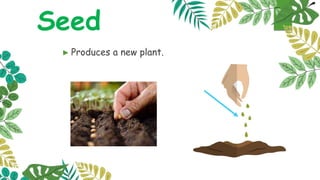 Parts of a Plant. Lesson 1 - WEEK 1.pptx