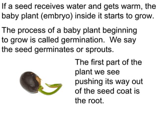 Partsofaplant powerpoint-130311173407-phpapp02 | PPT