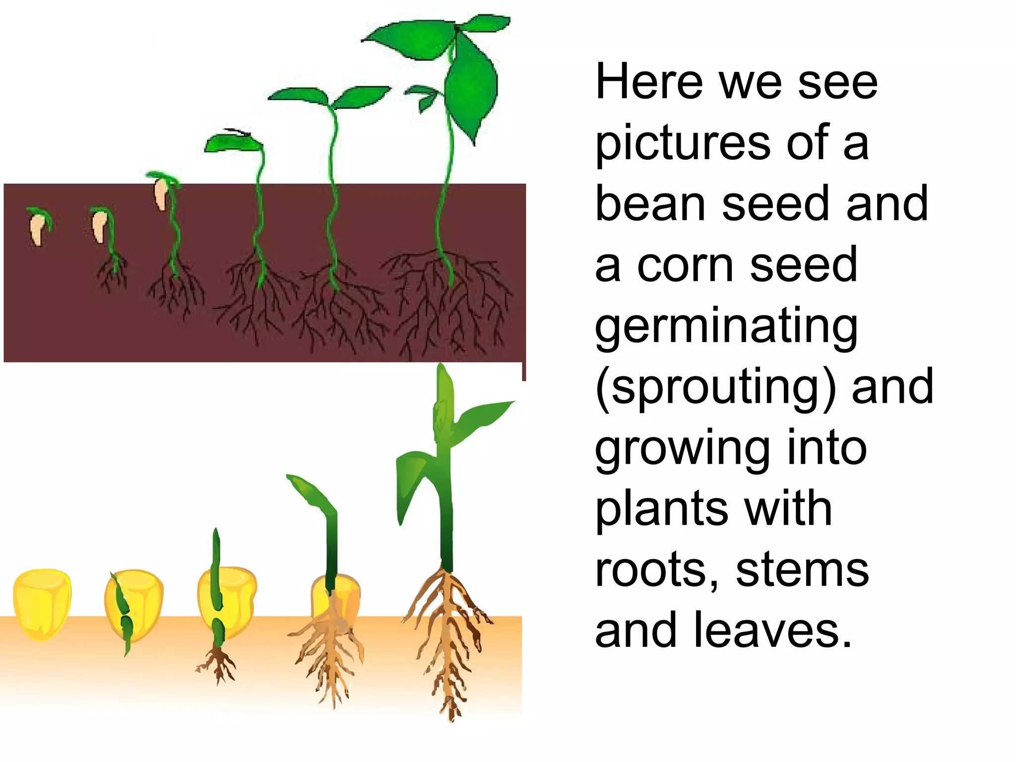 Parts of a plant/plant life cycle (teach) | PPT