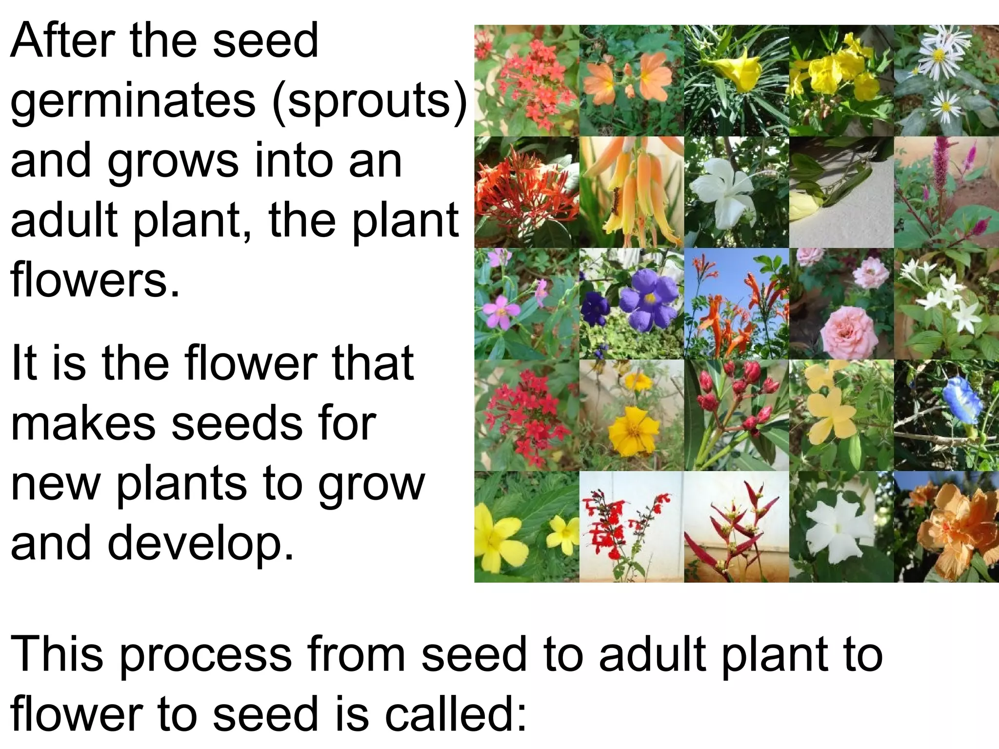 Parts of a plant/plant life cycle (teach) | PPT
