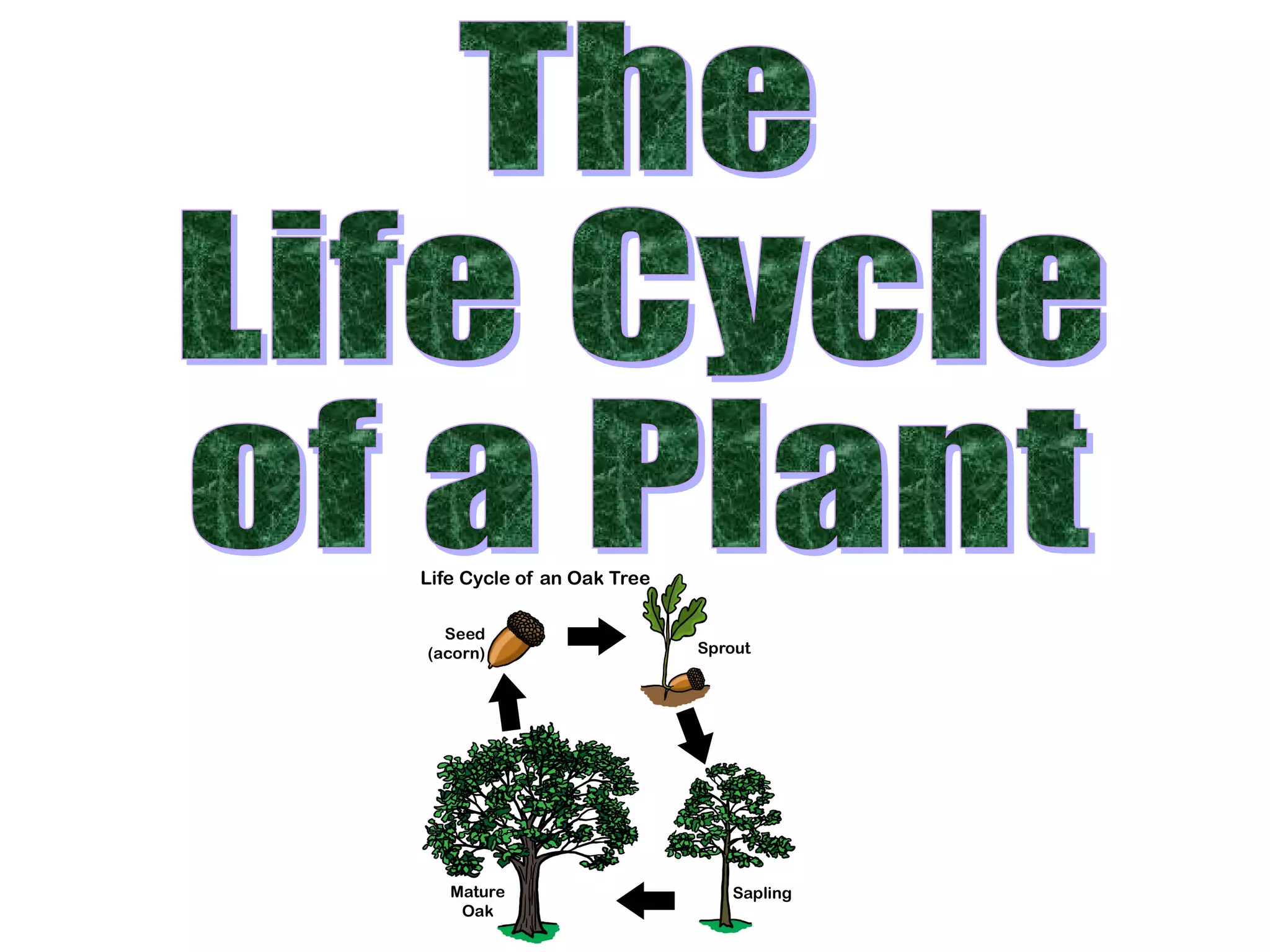 Parts of a plant/plant life cycle (teach) | PPT