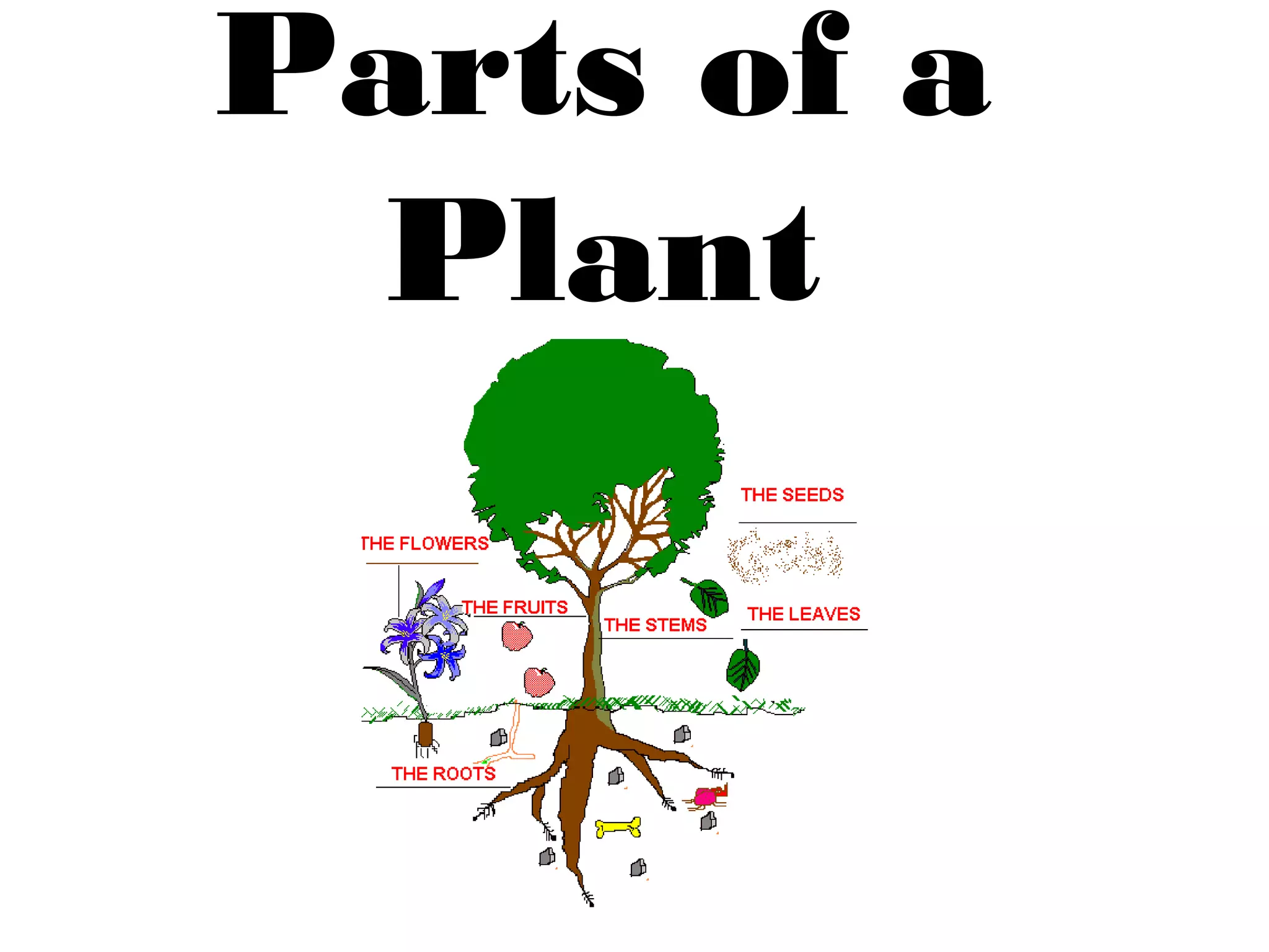 Parts of a plant/plant life cycle (teach) | PPT