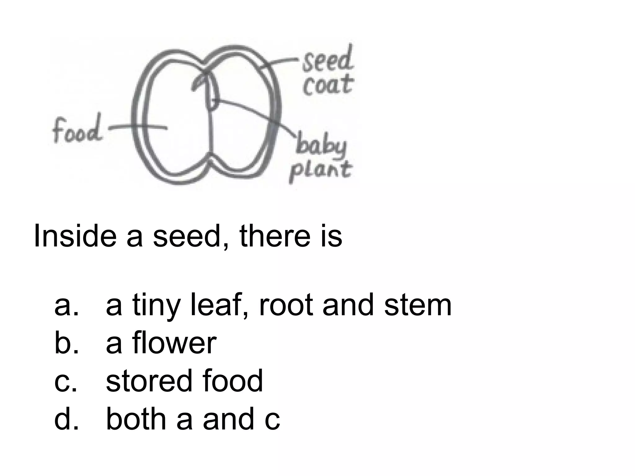 Parts of a plant/plant life cycle (teach) | PPT
