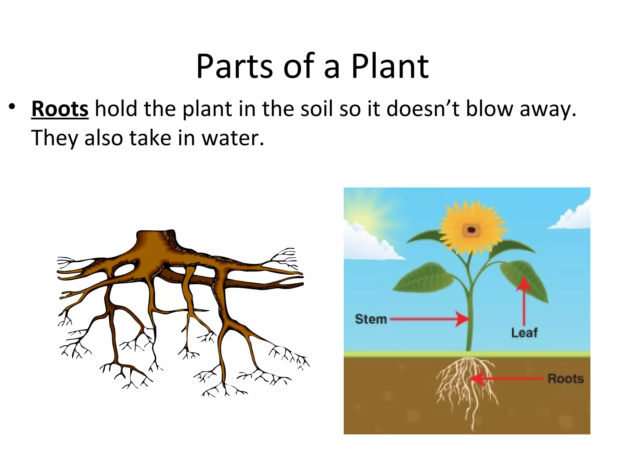 Parts of a plant/plant life cycle (teach) | PPT