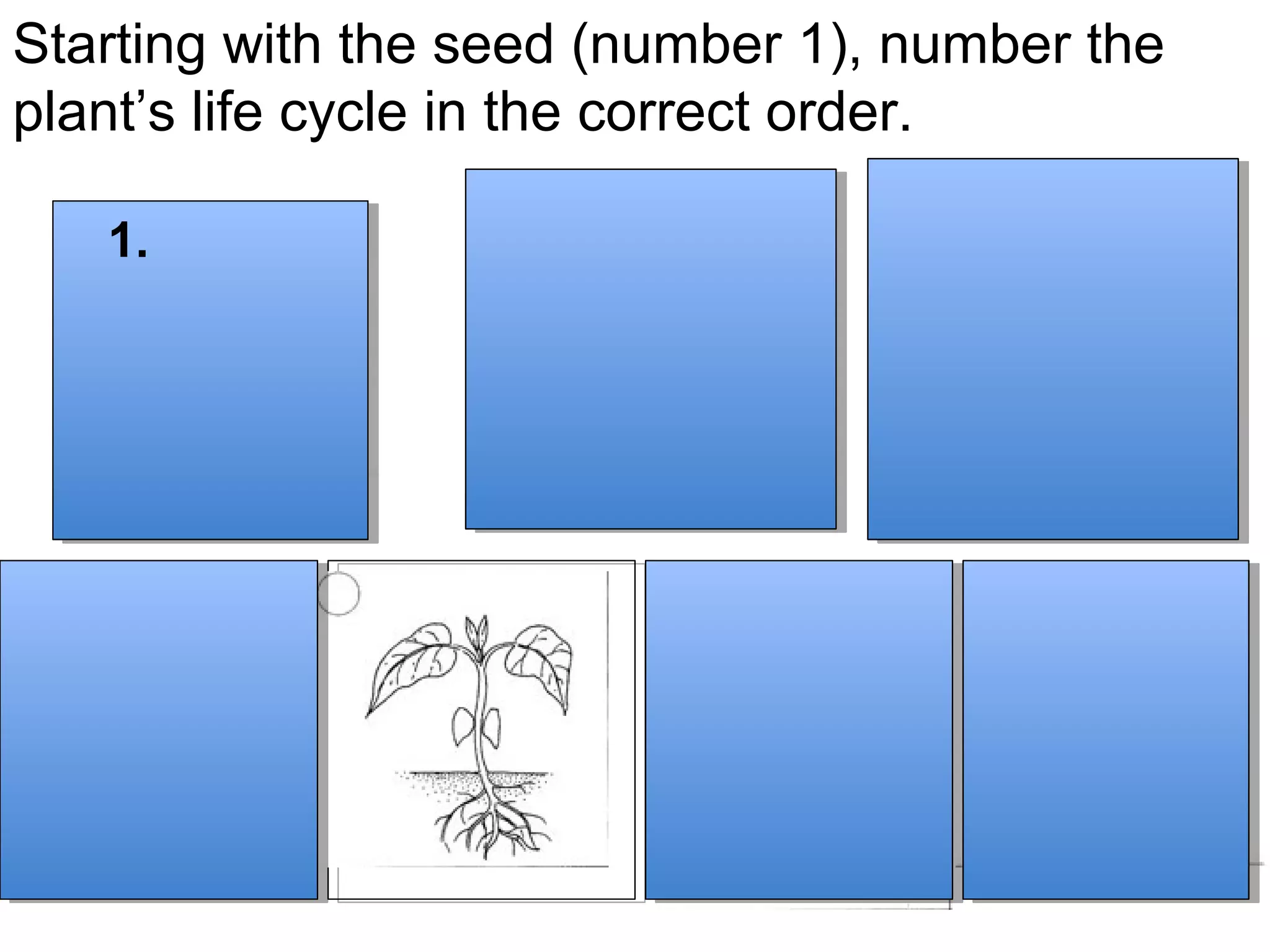 Parts of a plant/plant life cycle (teach) | PPT
