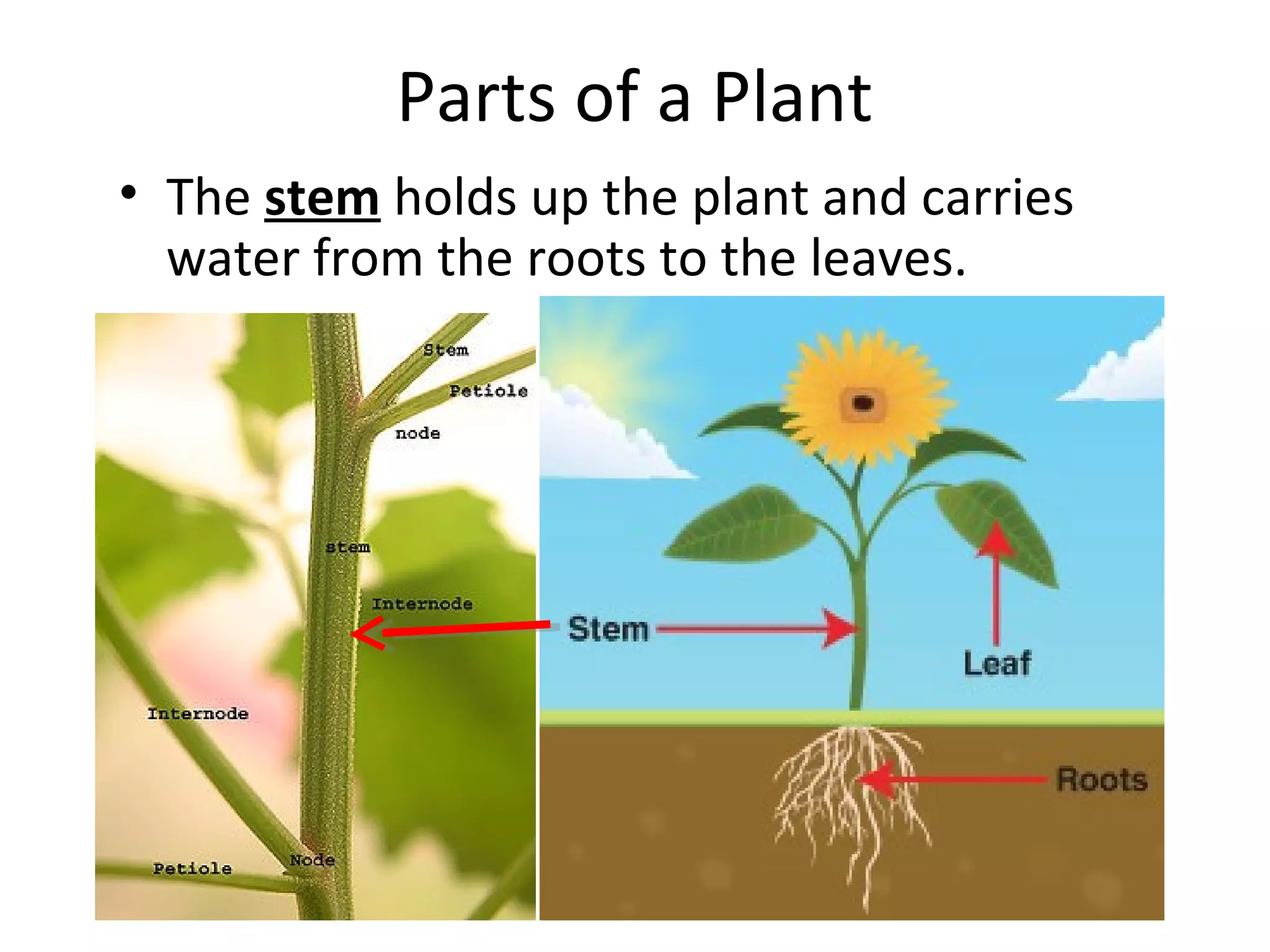 Parts of a plant/plant life cycle (teach) | PPT