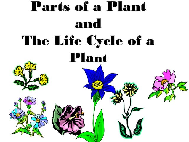 Parts of a plant/plant life cycle (teach) | PPT