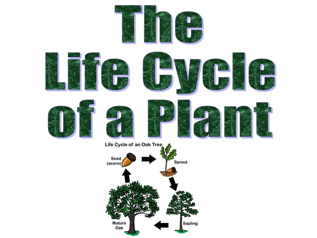 Parts of a plant/plant life cycle (teach) | PPT