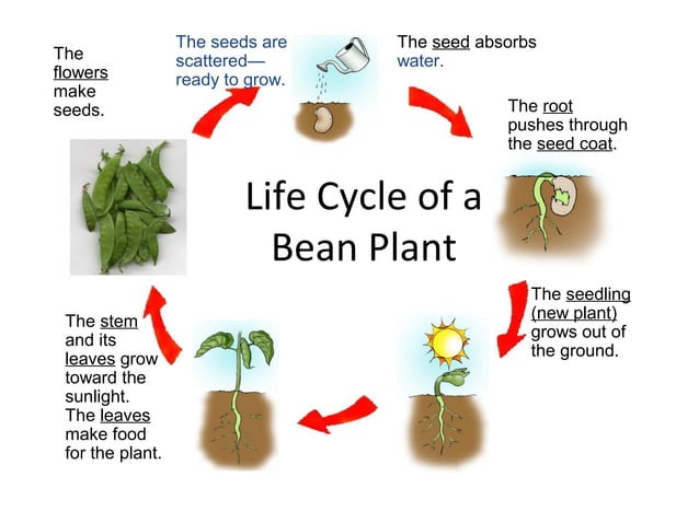 Parts of a plant/plant life cycle (teach) | PPT