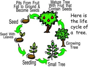 Parts of a plant/plant life cycle (teach) | PPT