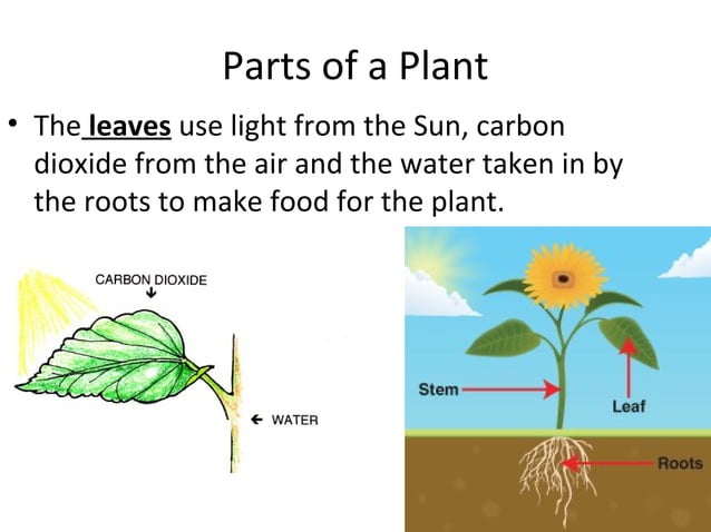 Parts of a plant/plant life cycle (teach) | PPT