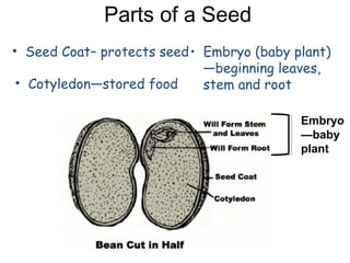 Parts of a plant/plant life cycle (teach) | PPT