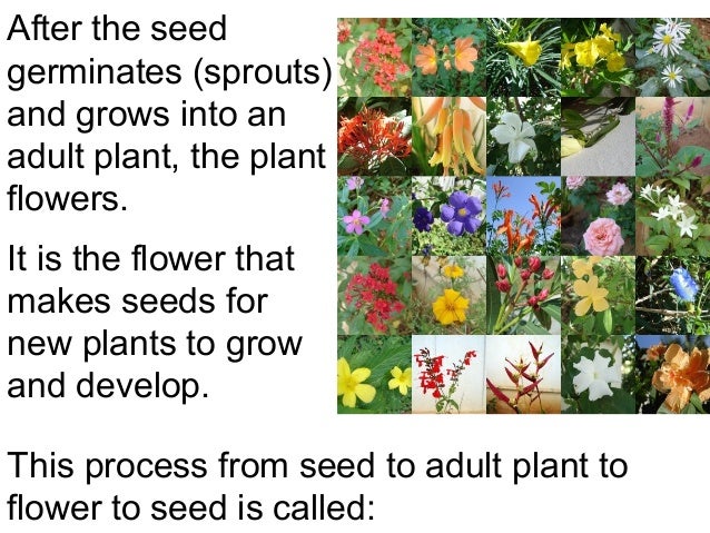 Parts of a plant/plant life cycle (teach)