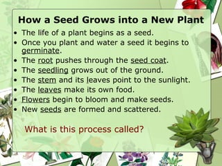 Parts of a plant power point | PPT | Gardening | Home & Garden
