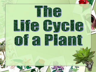 Parts of a plant power point | PPT