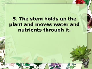 Parts of a plant power point | PPT | Gardening | Home & Garden