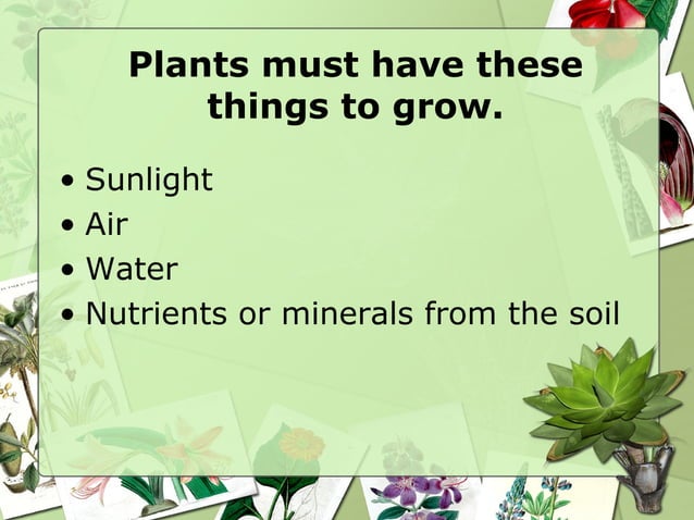 Parts of a plant power point