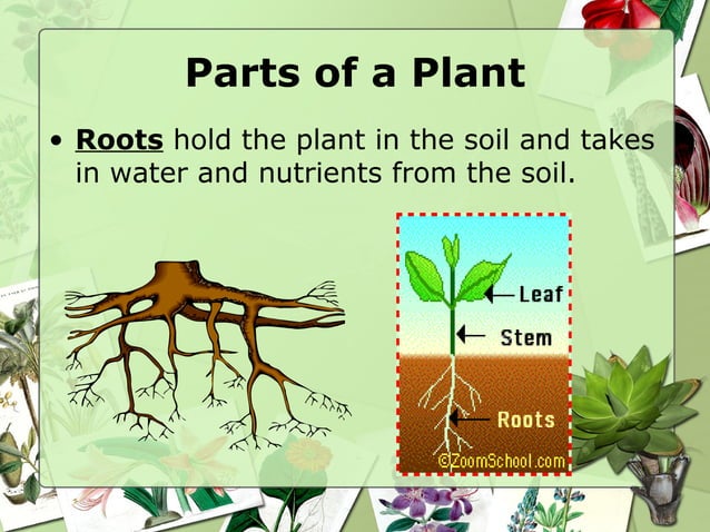 Parts of a plant power point