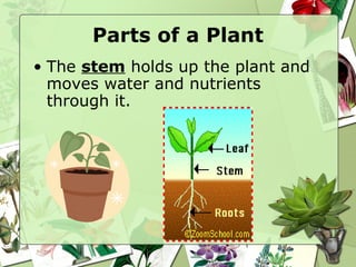 Parts of a plant power point | PPT