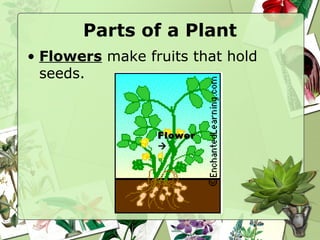 Parts of a plant power point | PPT