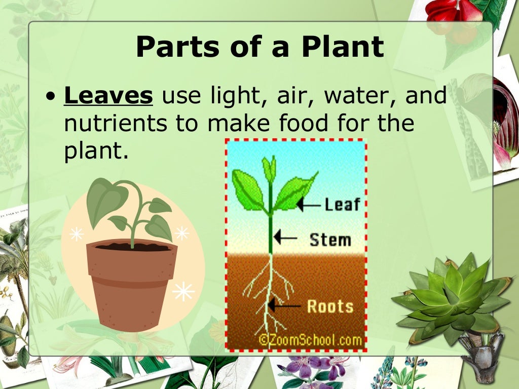 Parts of a plant power point