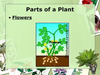Parts of a plant power point | PPT