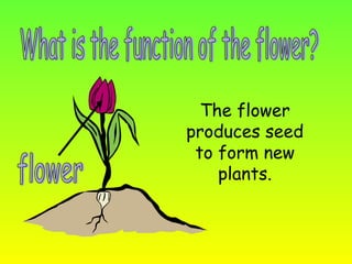 Parts of a_plant2 | PPT